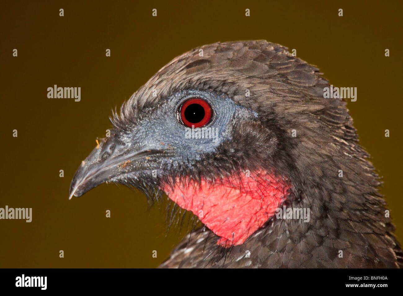 Precocial animal hi-res stock photography and images - Alamy