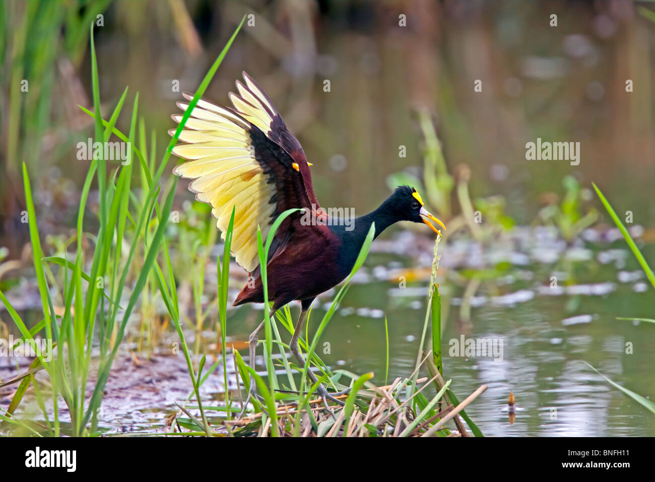 Northern Jacana Adult doing wing diaplay after landing. Note yellow ...