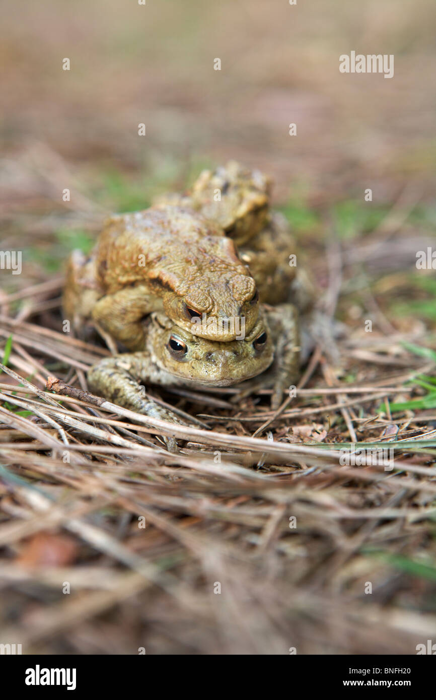 Common Toad (Bufo bufo) Male Female Mating Stock Photo - Alamy