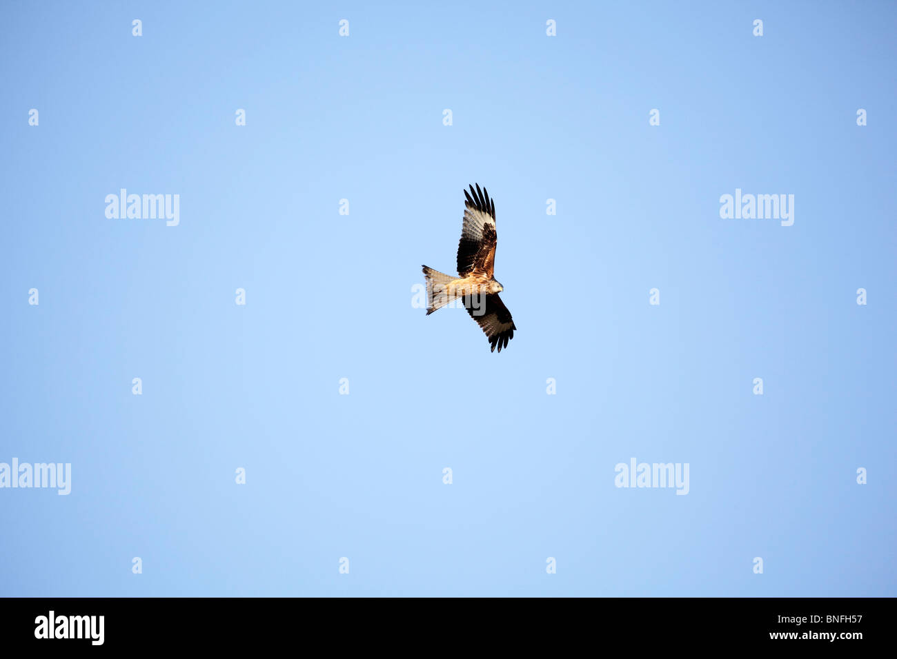 Red Kite at Harewood House, Leeds, West Yorkshire, 2010 Stock Photo - Alamy