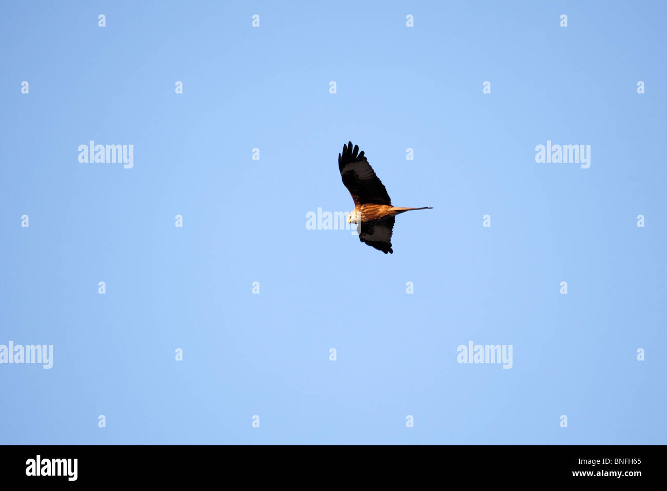 Red Kite at Harewood House, Leeds, West Yorkshire, 2010 Stock Photo - Alamy