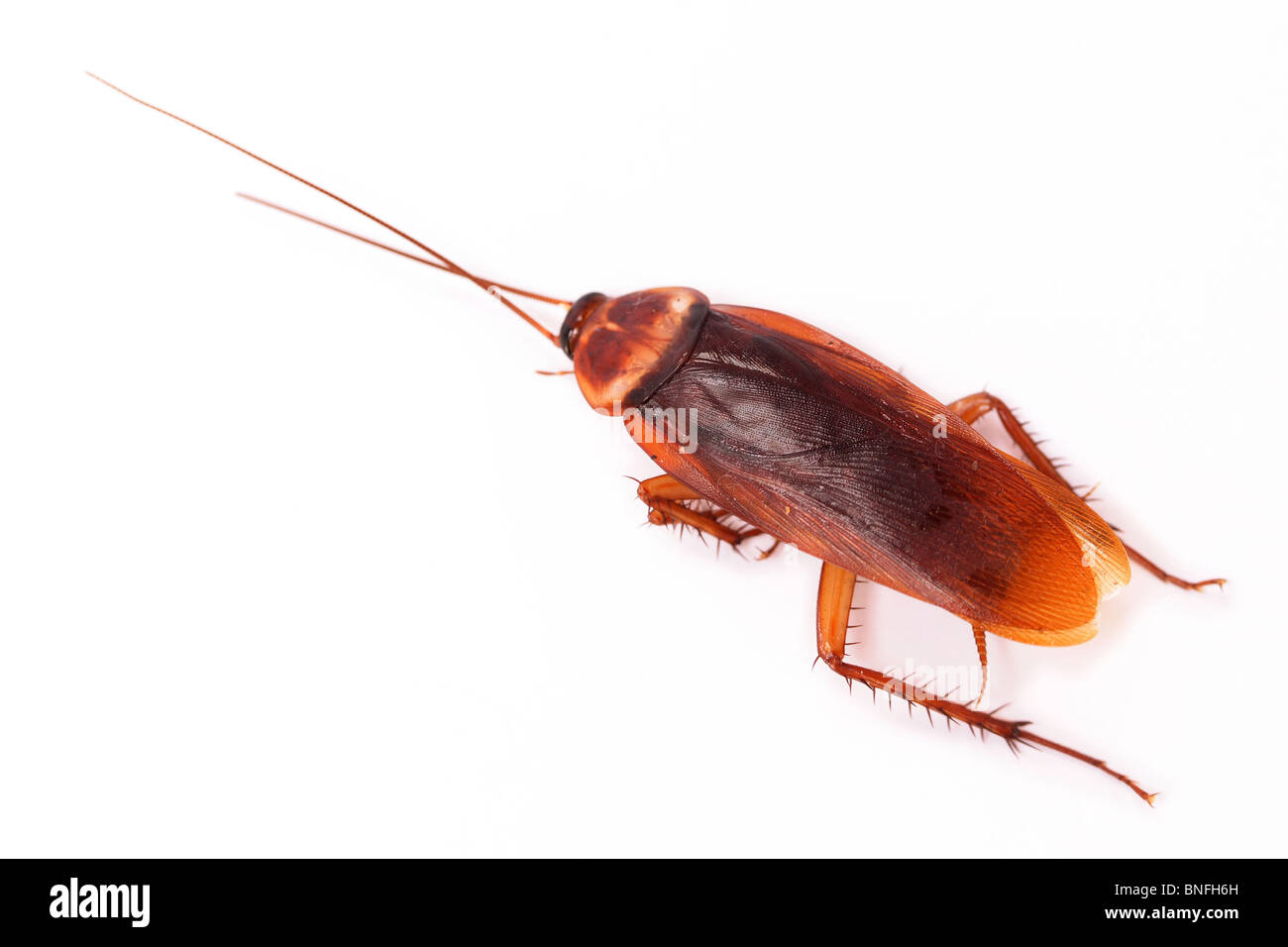 One cockroach hi-res stock photography and images - Alamy