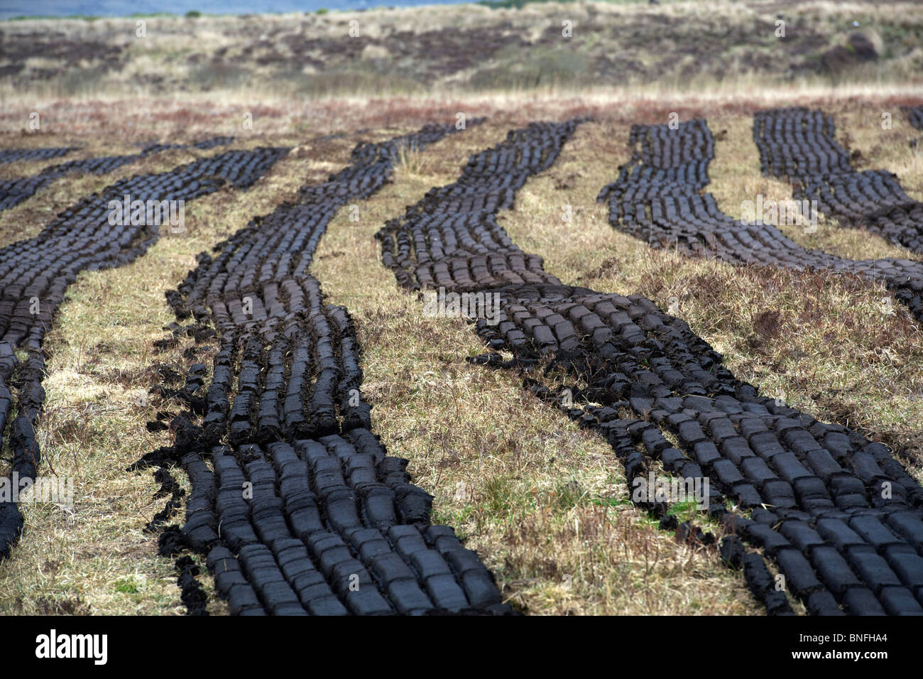 Machine cut turf drying in a bog in Mayo Ireland Stock Photo - Alamy