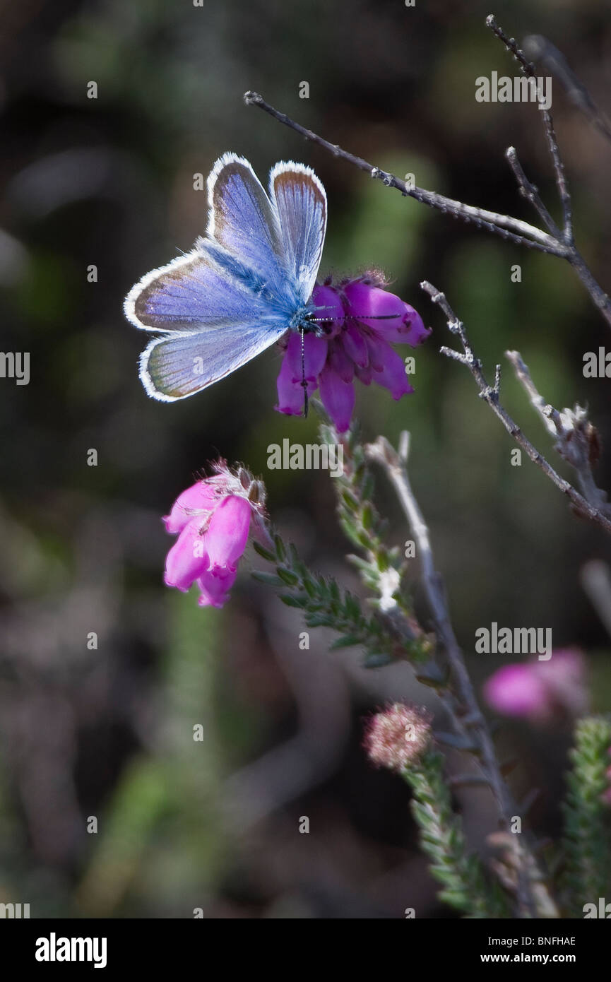 Silver studded blue butterfly hi-res stock photography and images - Alamy
