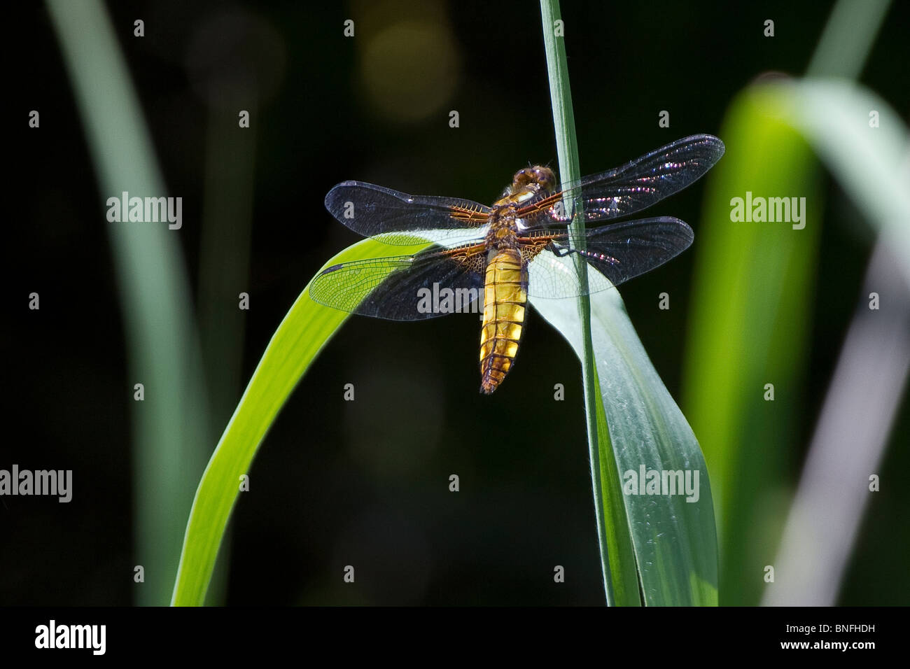 Female broad-bodied chaser (Libellula depressa) dragonfly Stock Photo ...