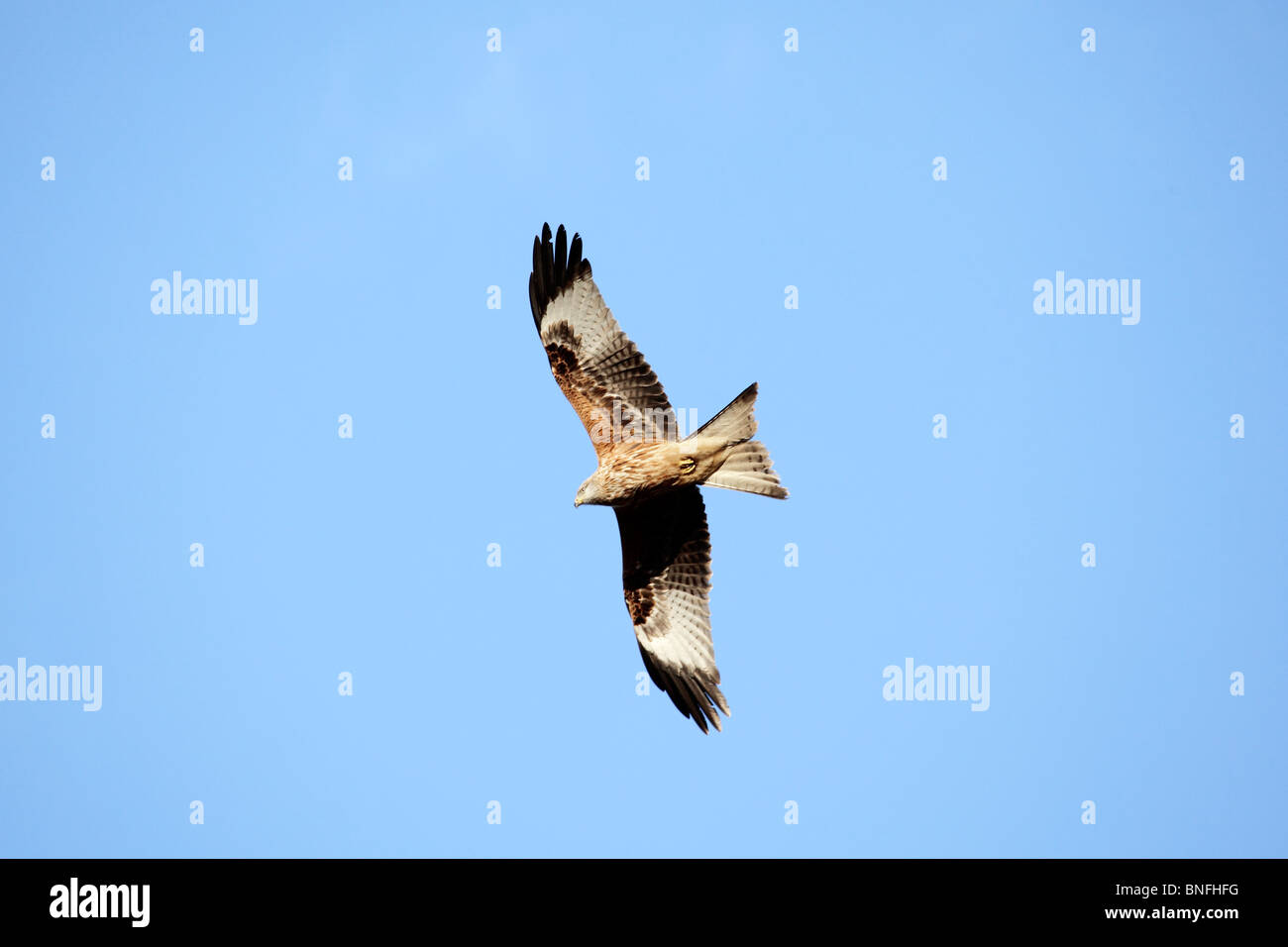 Red Kite at Harewood House, Leeds, West Yorkshire, 2010 Stock Photo - Alamy