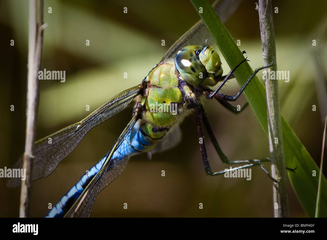 Emperor dragonfly (Anax imperator Stock Photo - Alamy