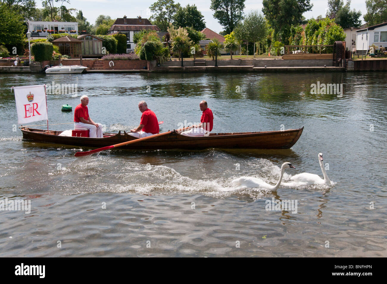 Annual Swan Upping on River Thames: Two swans race away from one of the ...