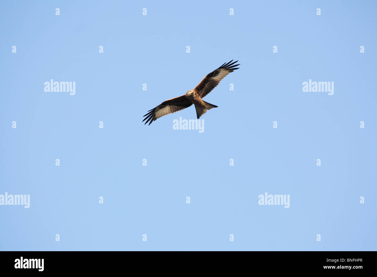 Fly be leeds hi-res stock photography and images - Alamy
