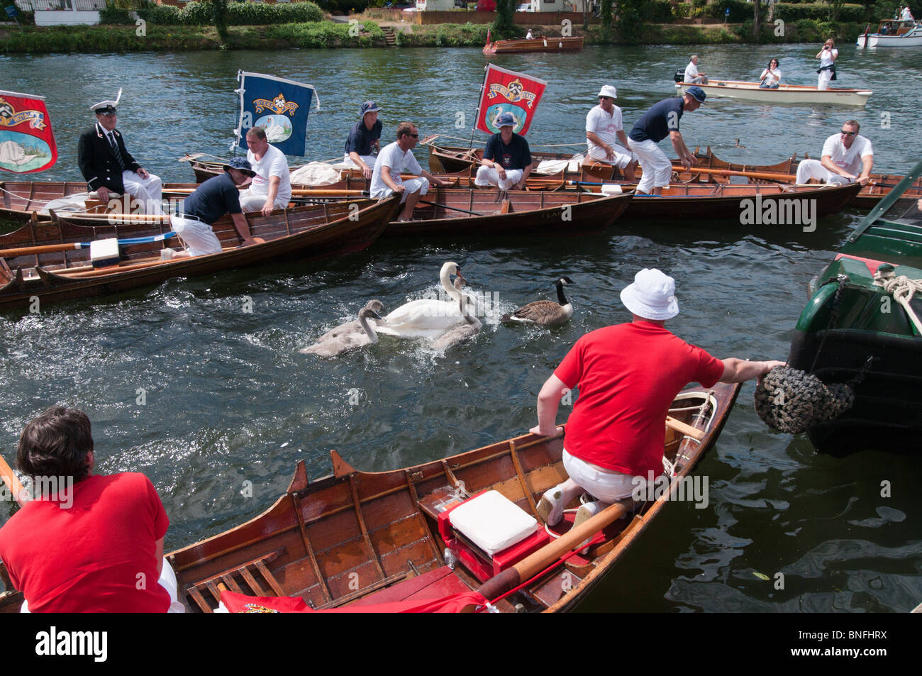 Swan Upping on River Thames: Uppers carefully surround a swan and ...