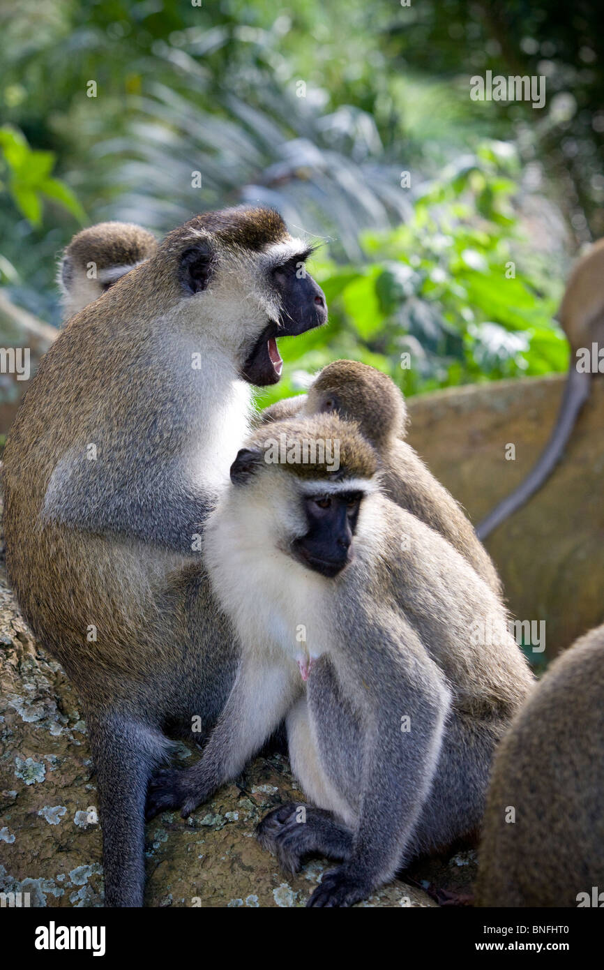 Monkey screaming hi-res stock photography and images - Alamy