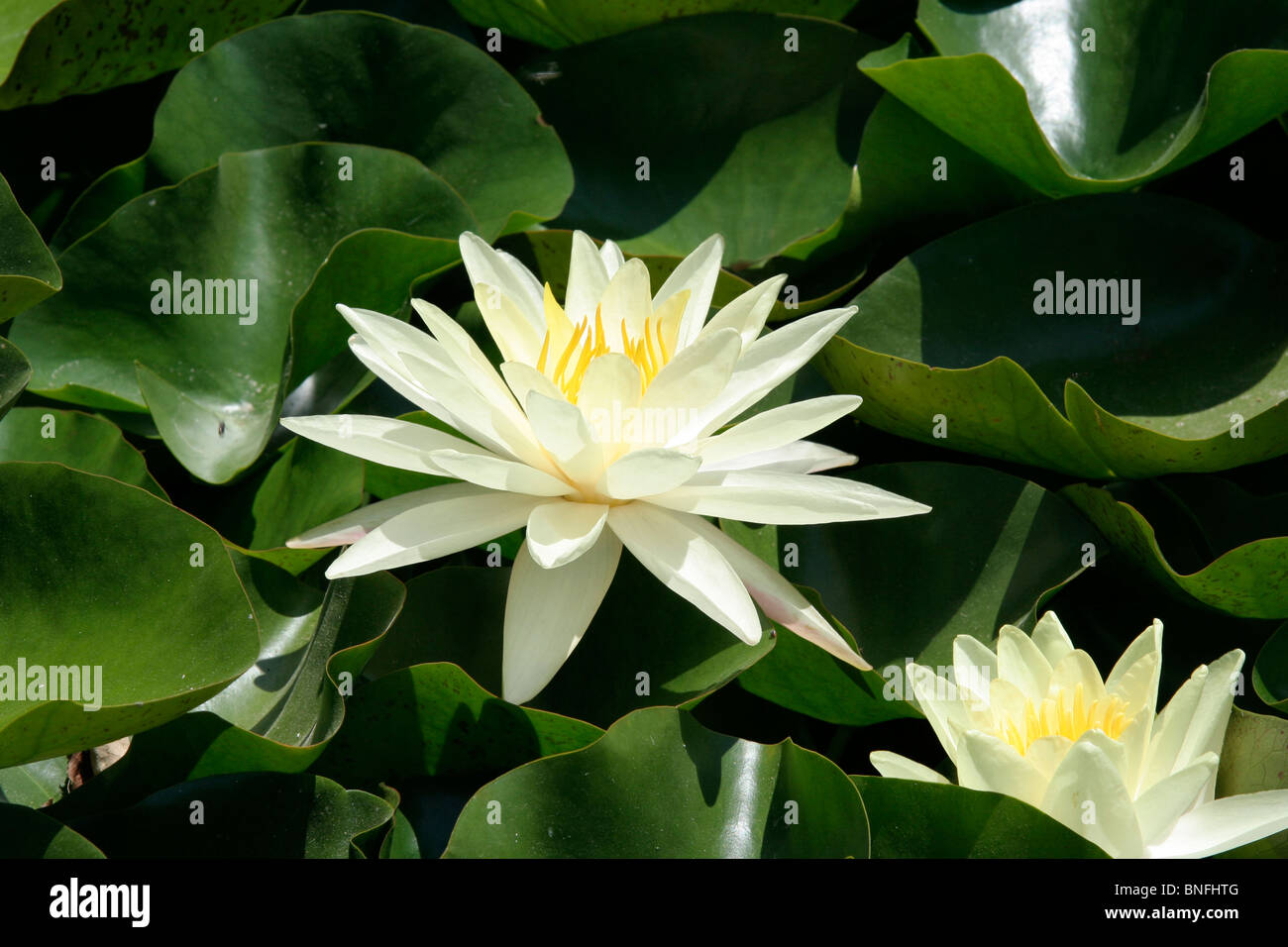 Mediterranean Water Lilies Stock Photo - Alamy