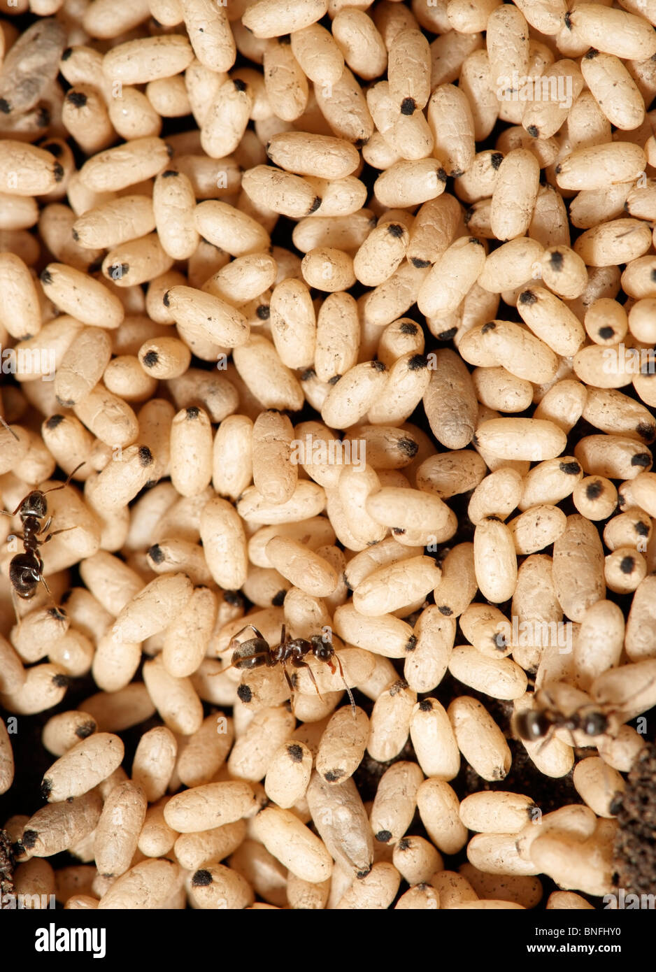 Ant Eggs High Resolution Stock Photography and Images - Alamy