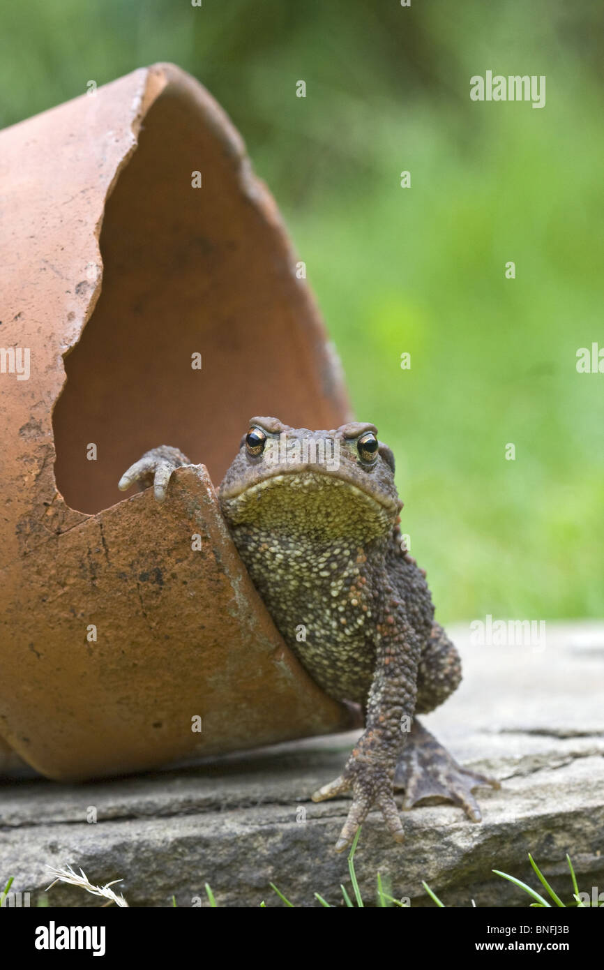 Toad resting on plant pot Stock Photo - Alamy
