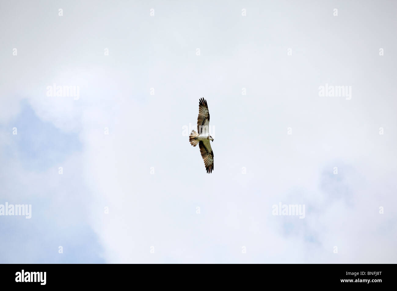 Osprey (Pandion haliaetus), Fairburn Ings, RSPB Nature Reserve ...