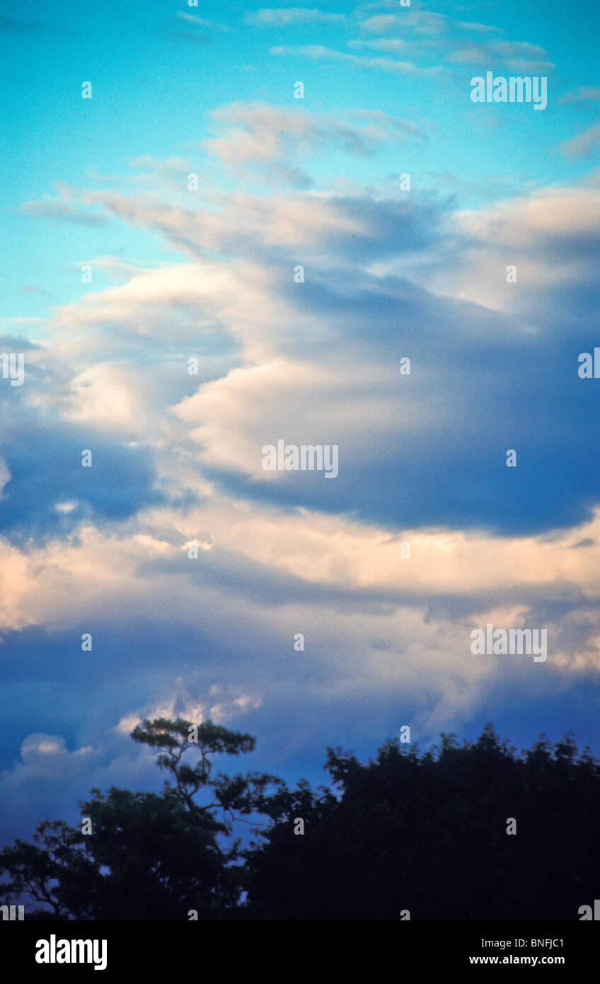 cloudy skies late afternoon tree line Stock Photo - Alamy