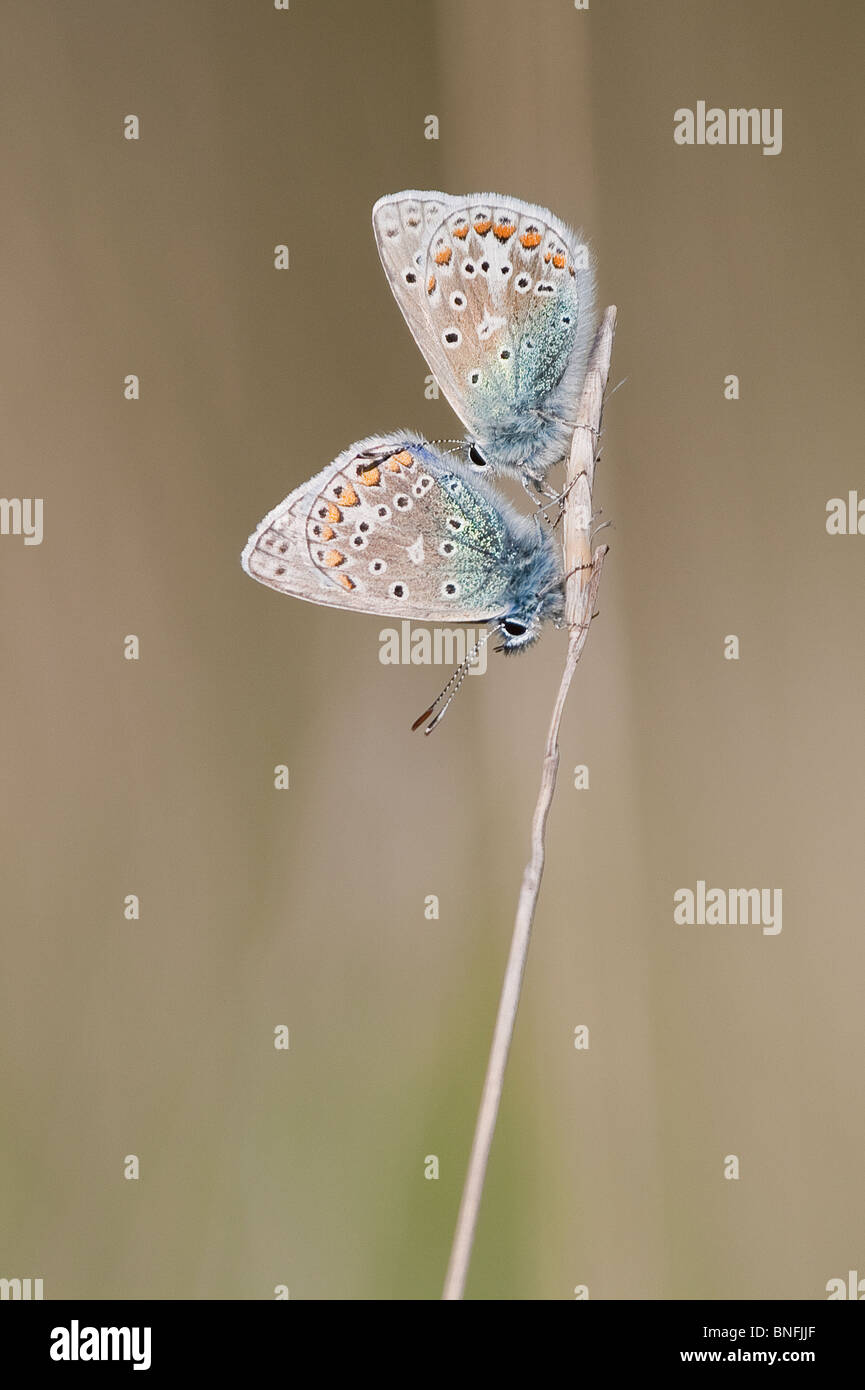 Most common butterflies hi-res stock photography and images - Alamy