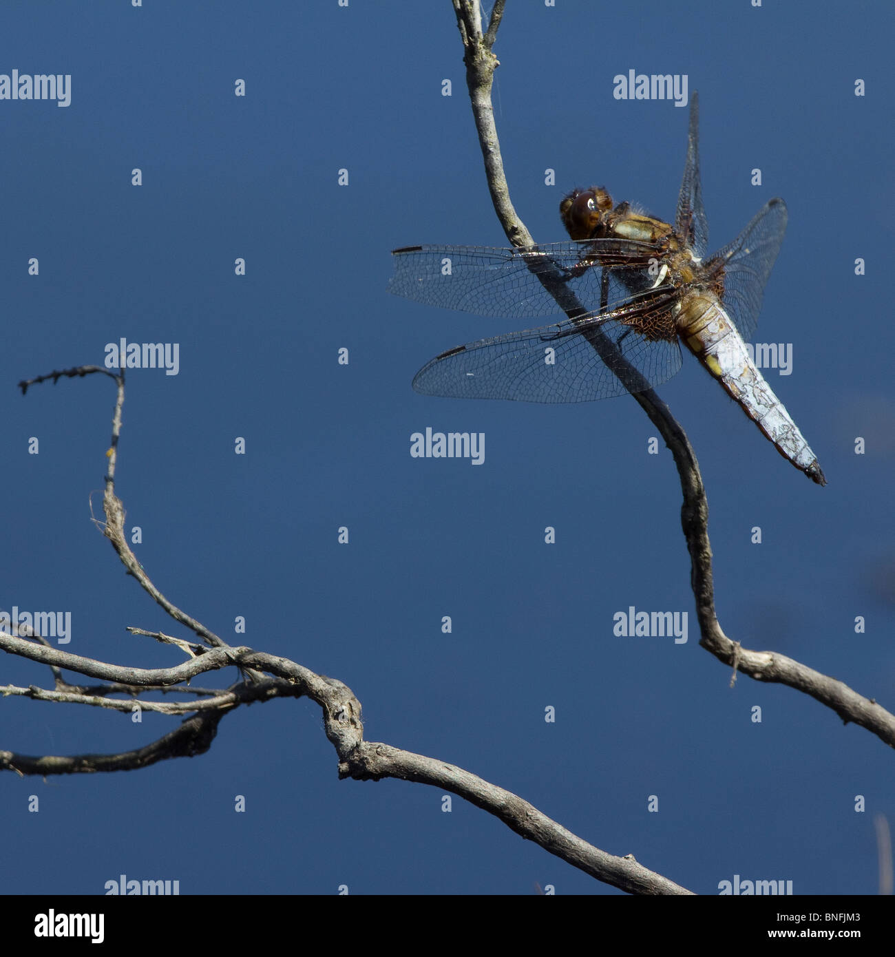 Broad bodied chaser dragonfly libellula depressa hi-res stock ...