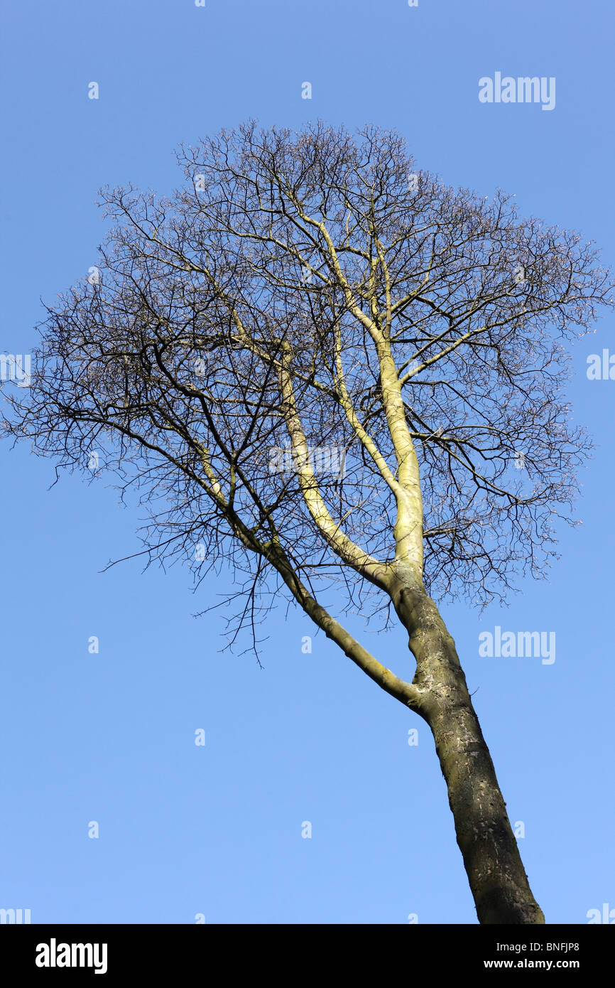 Spring tree hi-res stock photography and images - Alamy