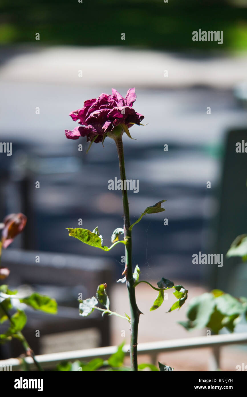 A faded rose Stock Photo - Alamy