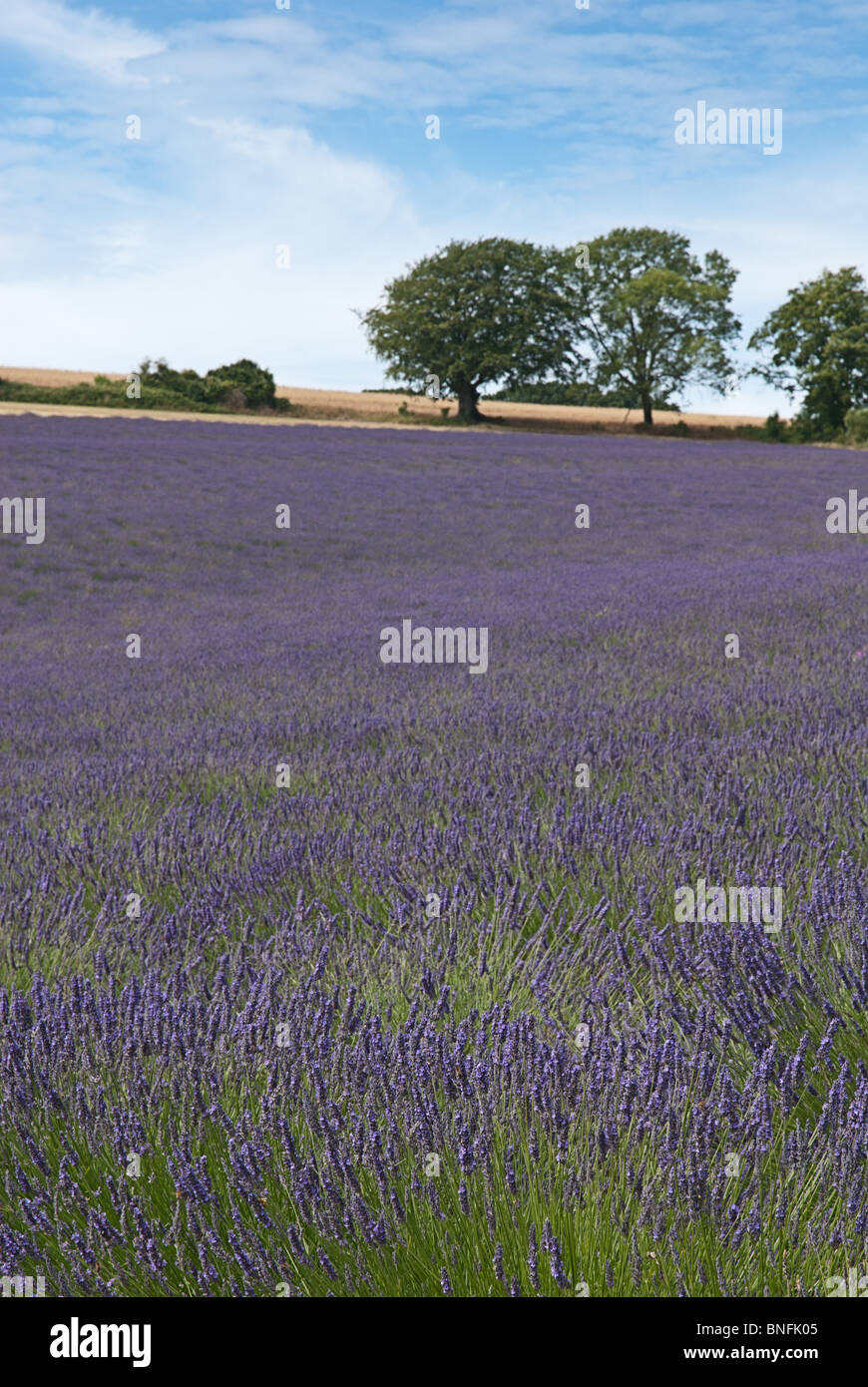 Lavender field in Kent Stock Photo - Alamy