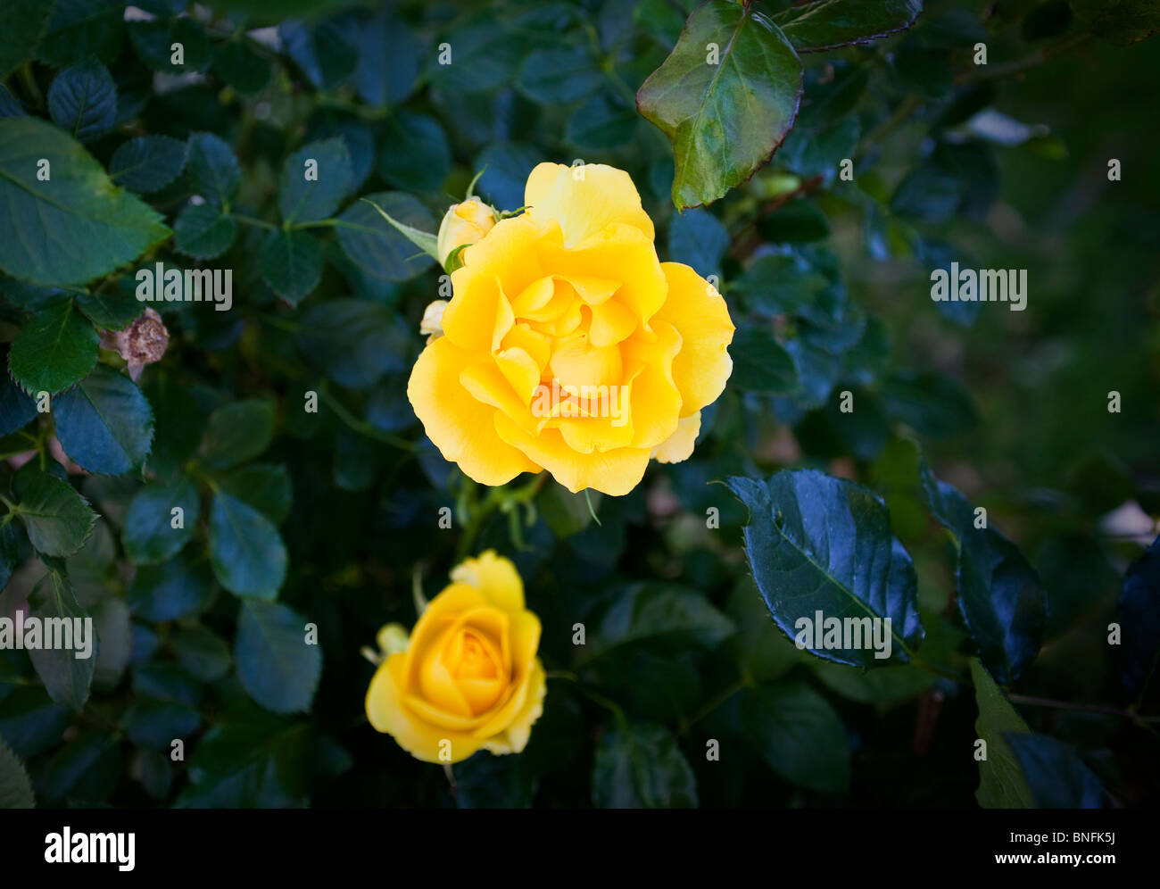 A beautiful yellow rose Stock Photo - Alamy