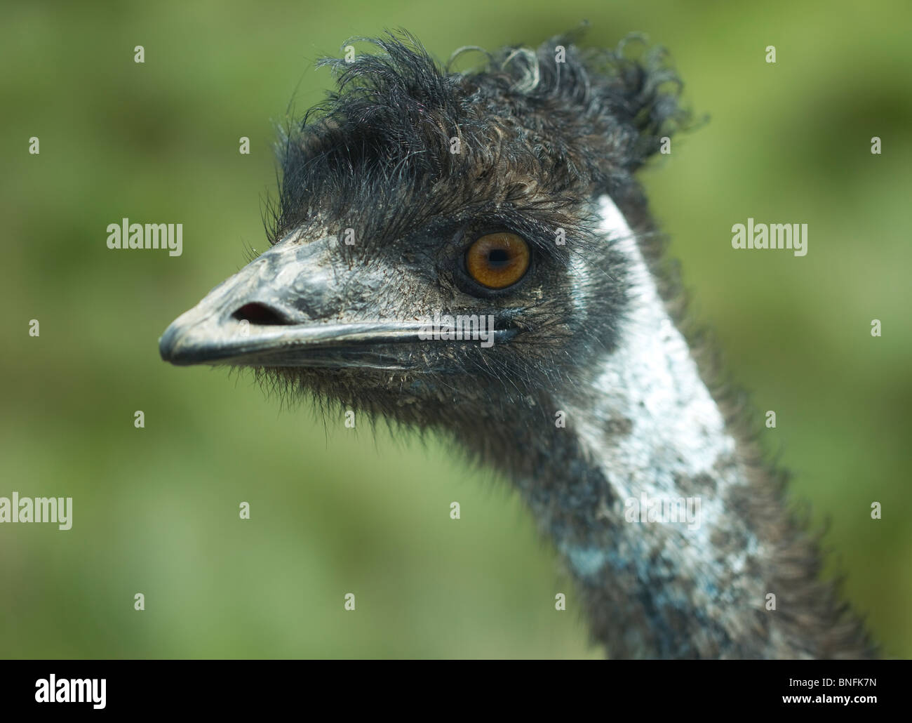 Close up of a Ostrich Stock Photo - Alamy