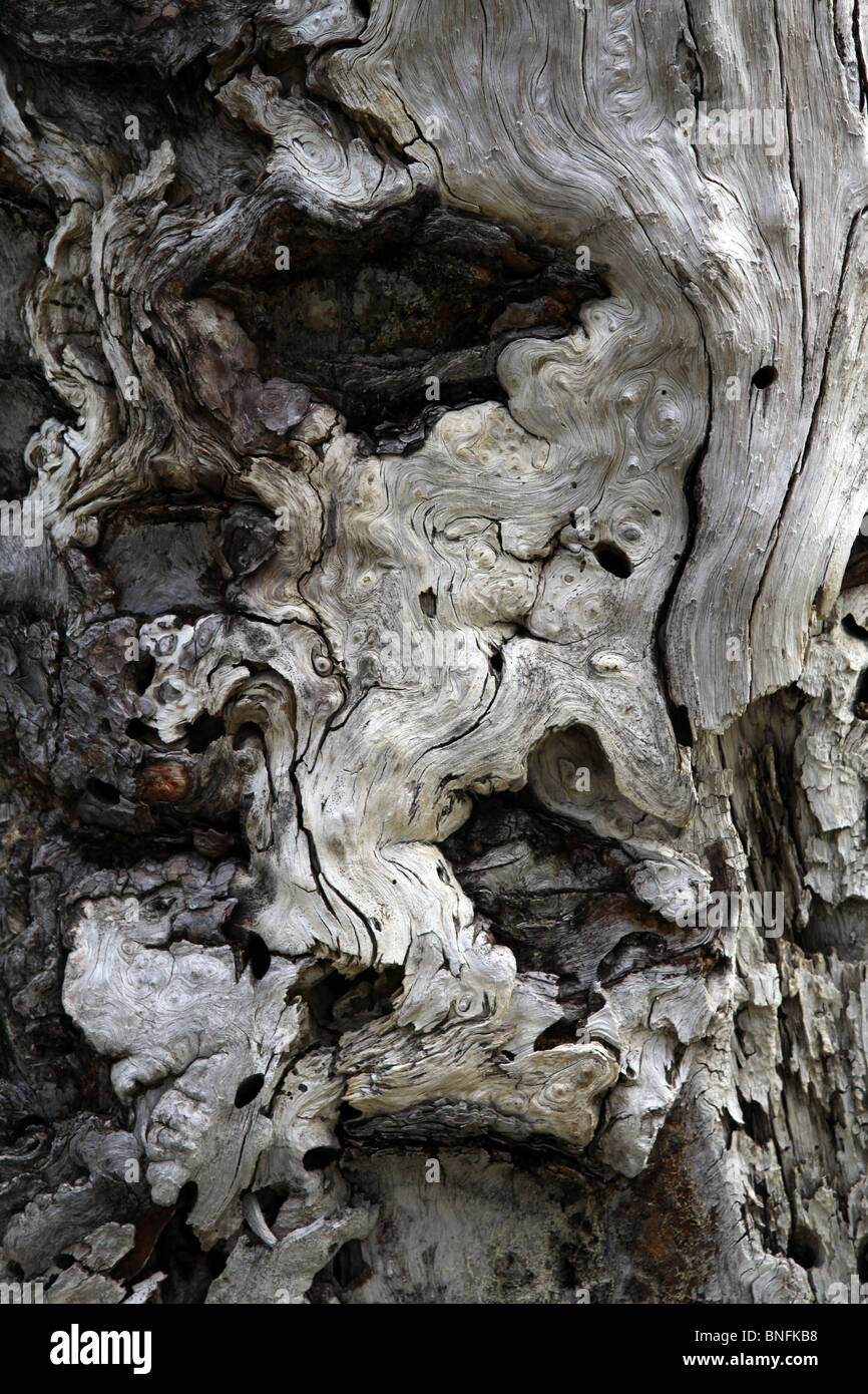 Cork tree structure hi-res stock photography and images - Alamy