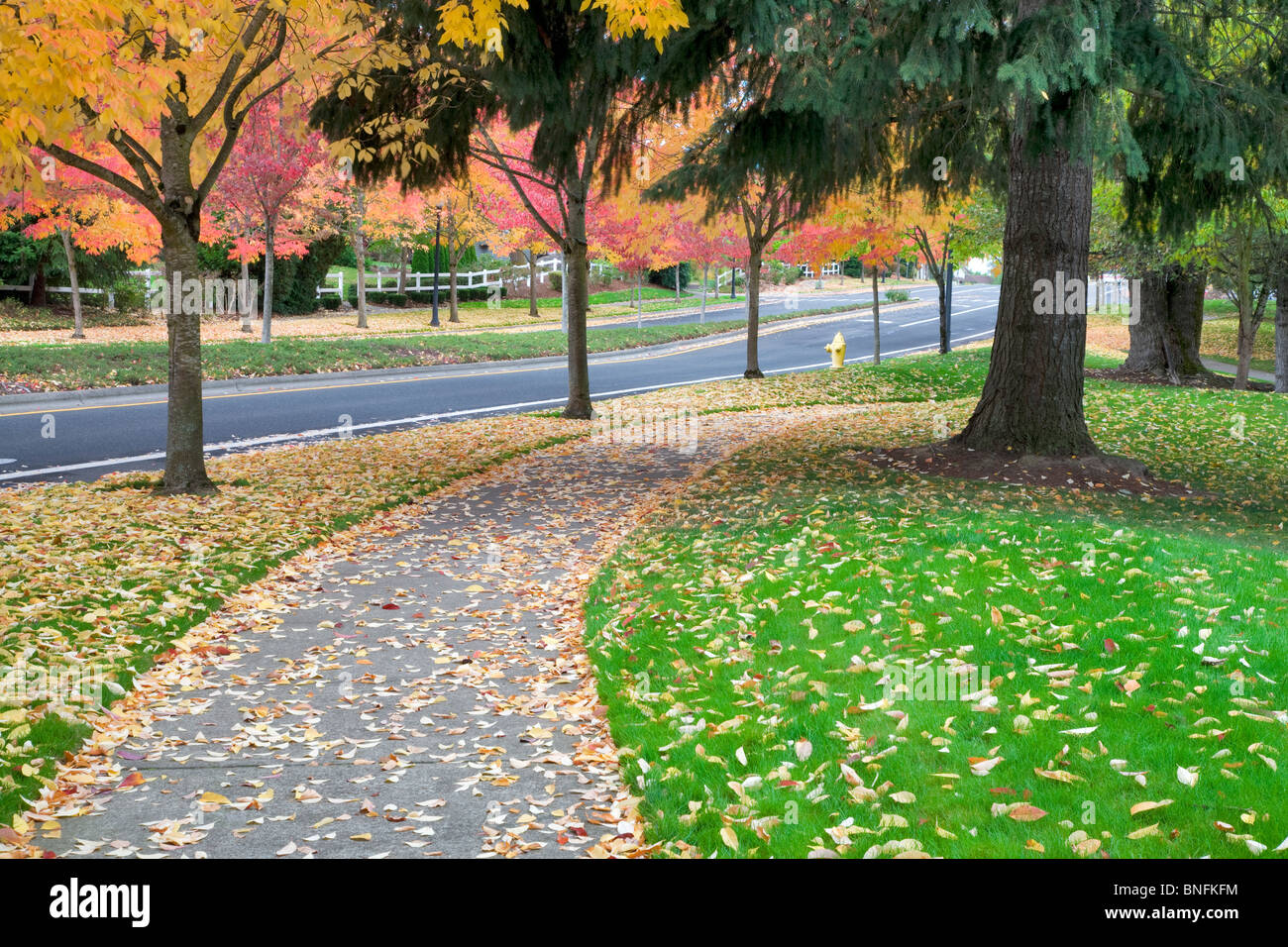 Fall tree lined road hi-res stock photography and images - Alamy