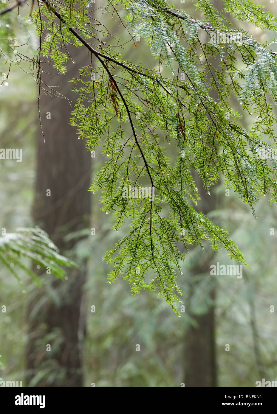 Hemlock Tree Stock Photos & Hemlock Tree Stock Images - Alamy