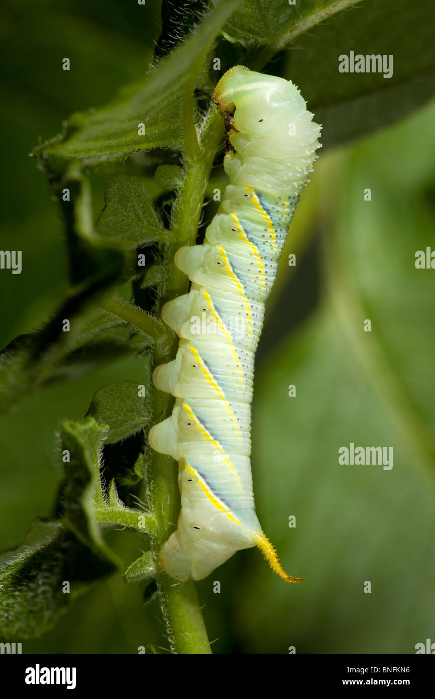 Death's Head Hawk-moth larva, fourth instar feeding on Potato. (c Stock ...