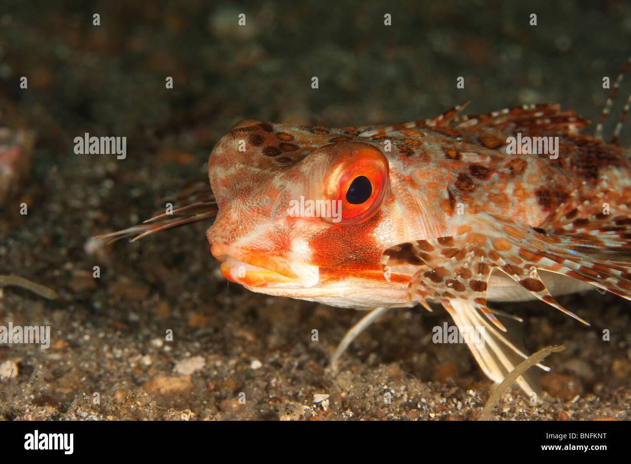Gunard north hi-res stock photography and images - Alamy