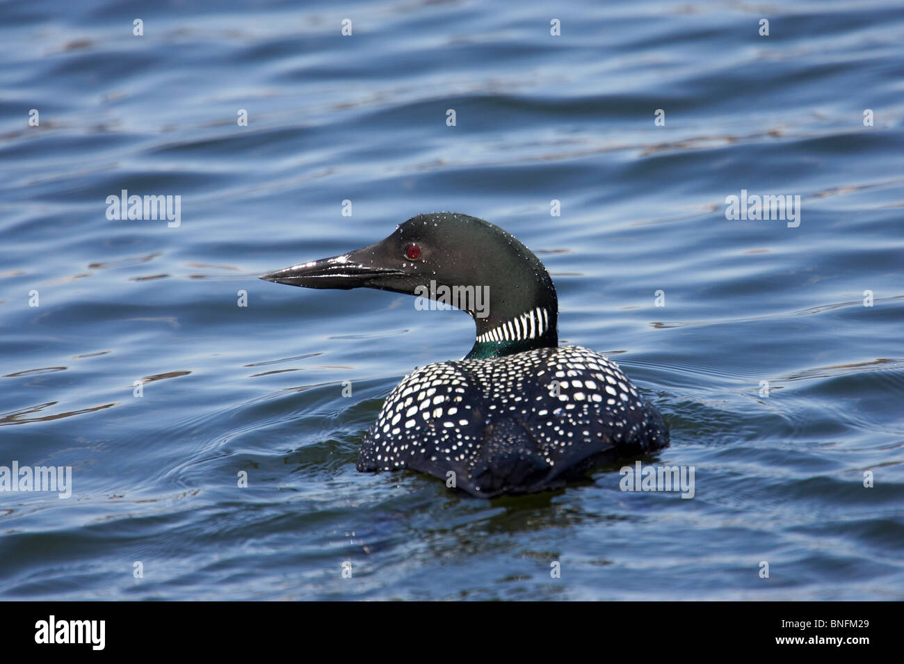 Adult breeding male hi-res stock photography and images - Alamy