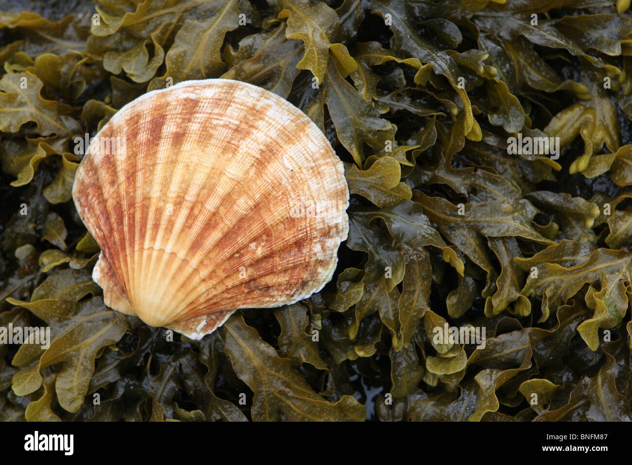 Scallop shell on seaweed Stock Photo - Alamy