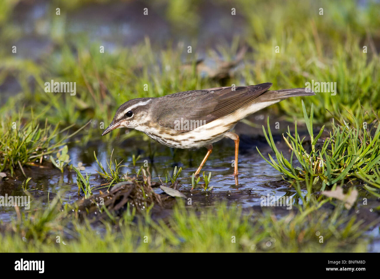 Louisiana waterthrush hi-res stock photography and images - Alamy