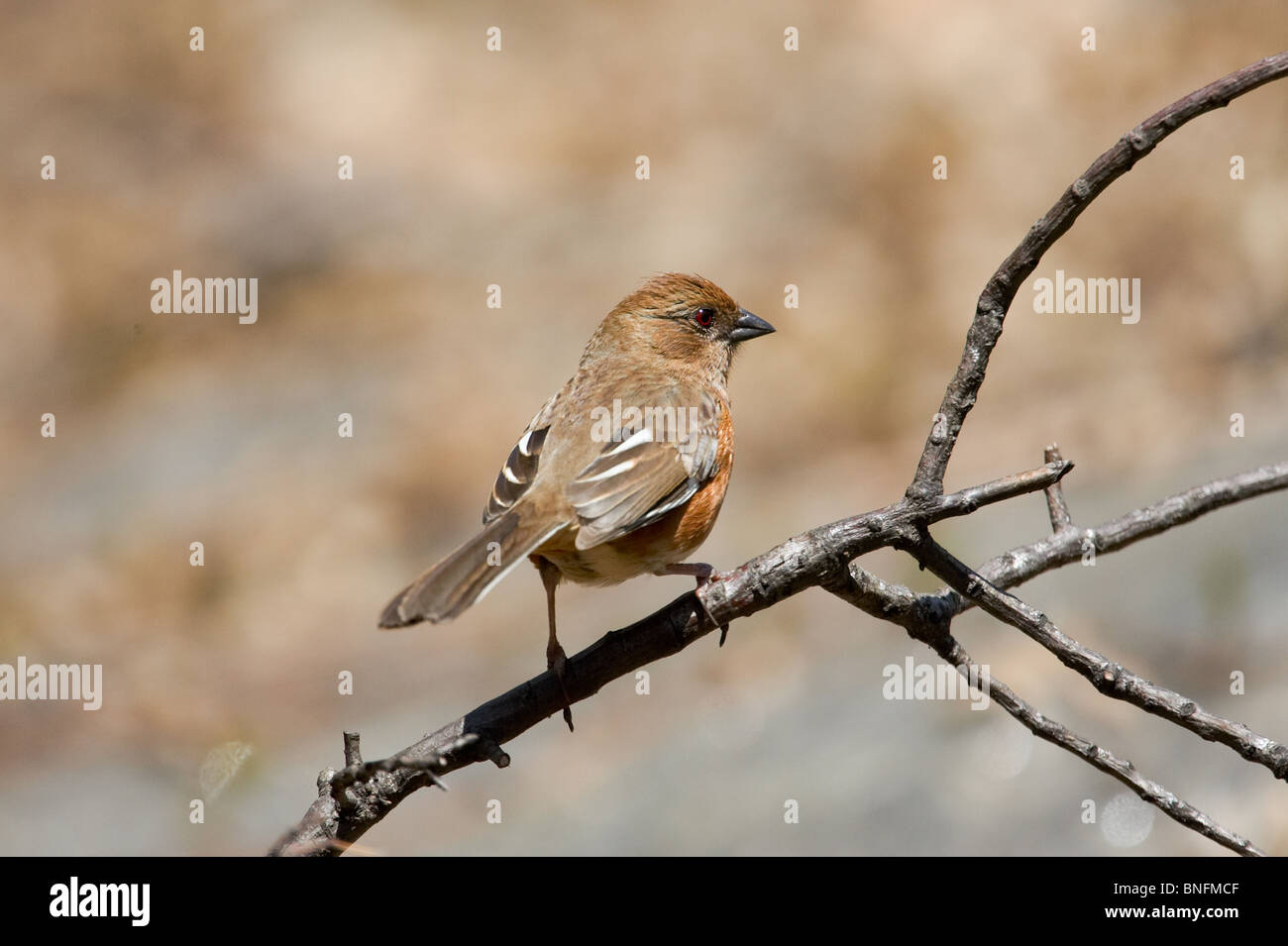Female eastern towhee hi-res stock photography and images - Alamy