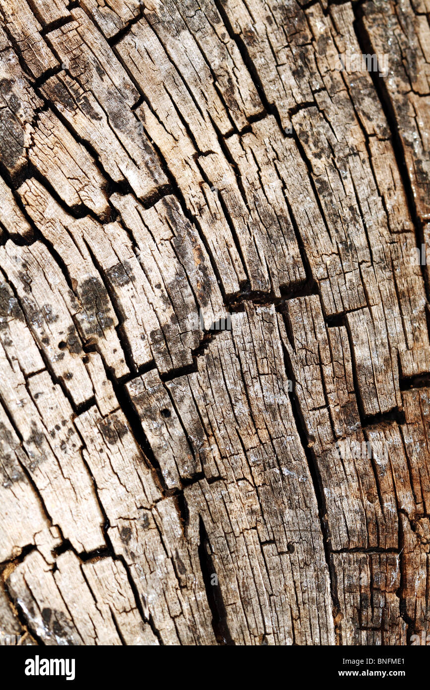 Tree trunk wood medulla hi-res stock photography and images - Alamy