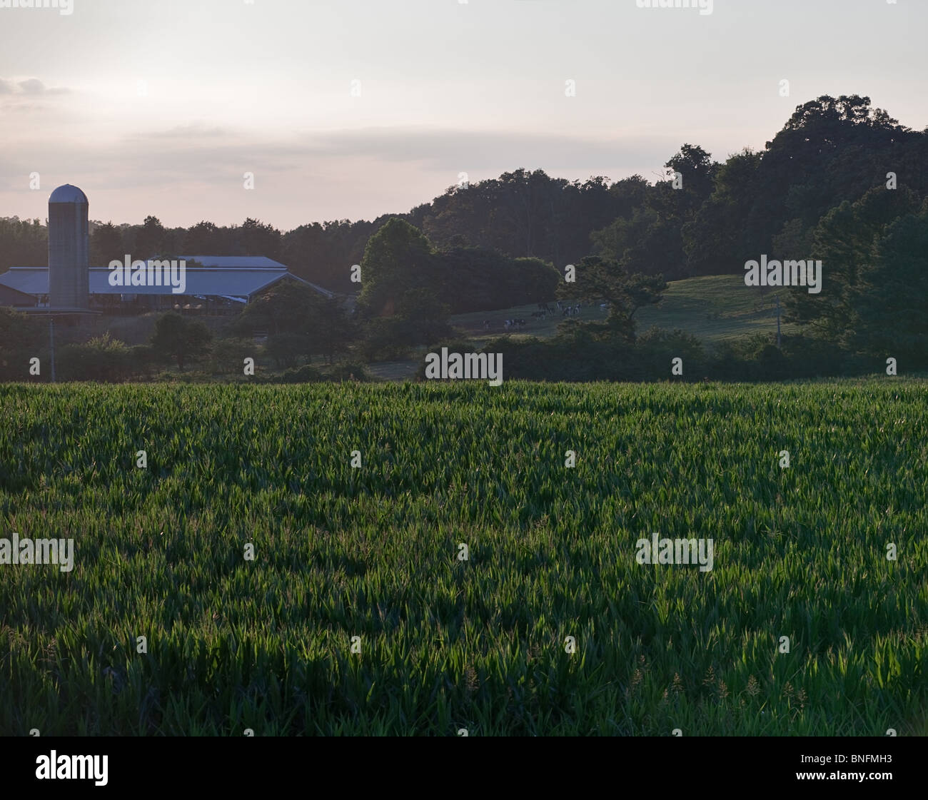 North Carolina diary farm and corn field just before sunset Stock Photo ...
