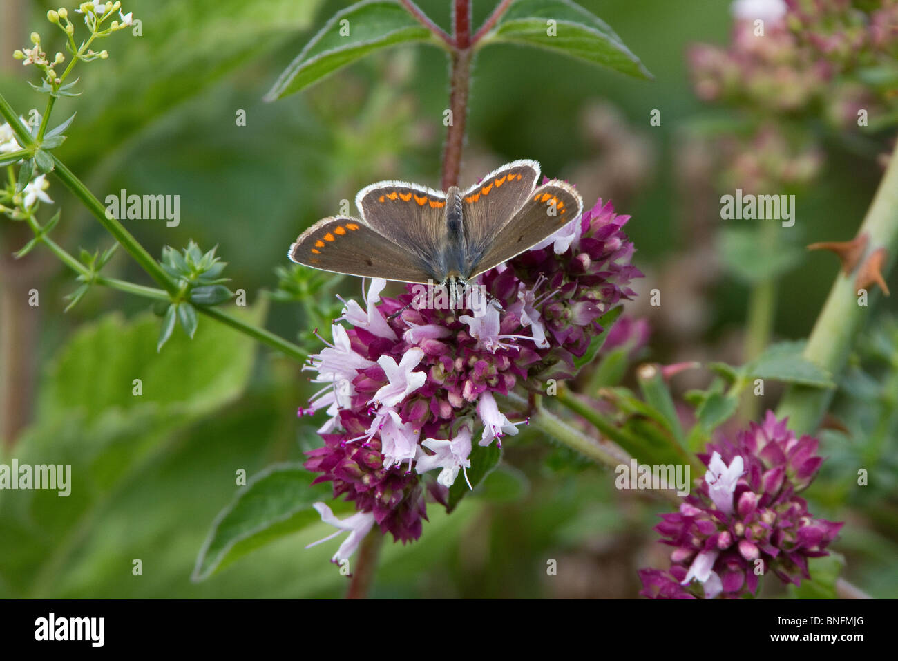Marjoram flowers hi-res stock photography and images - Alamy