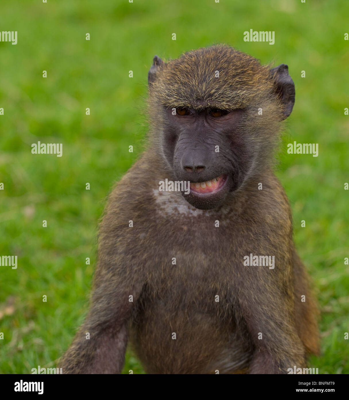 Baboon that looks like it is smiling Stock Photo - Alamy