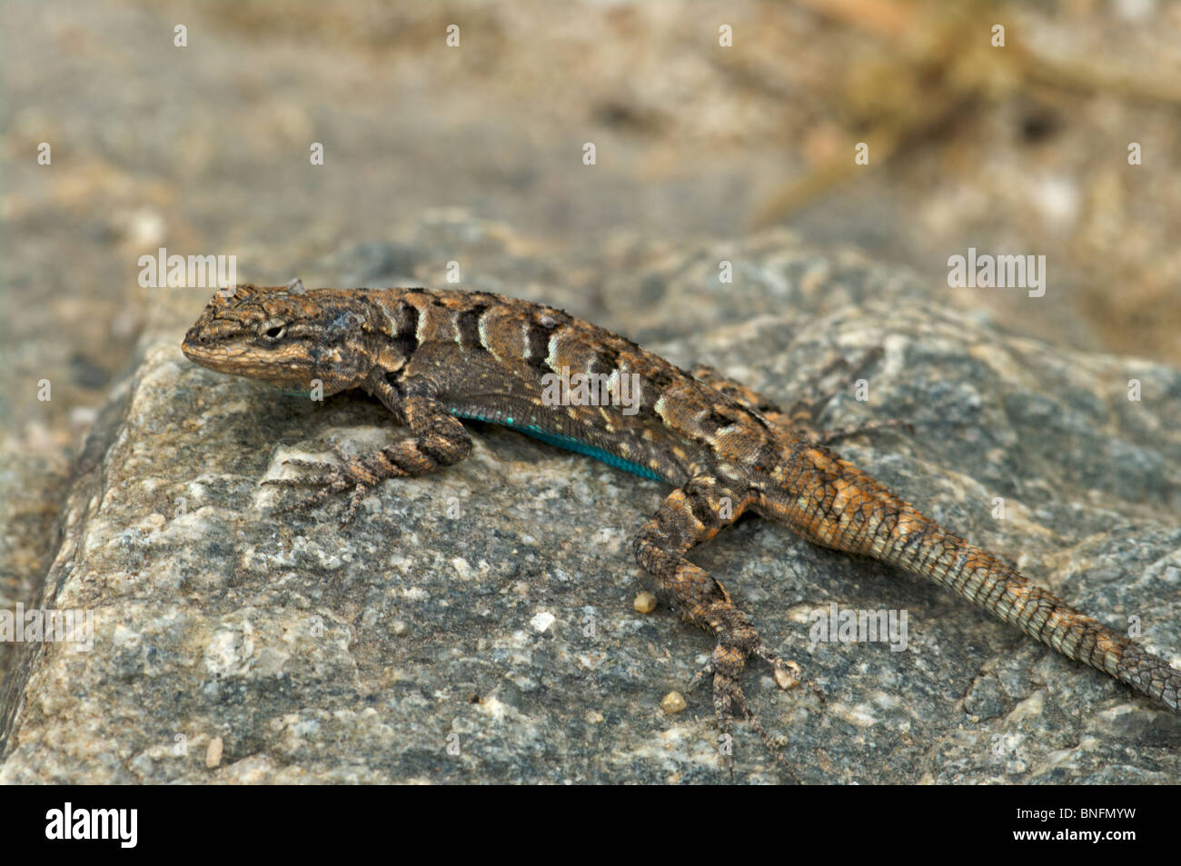 A strongly patterned Schott's Tree Lizard (Urosaurus ornatus schottii ...