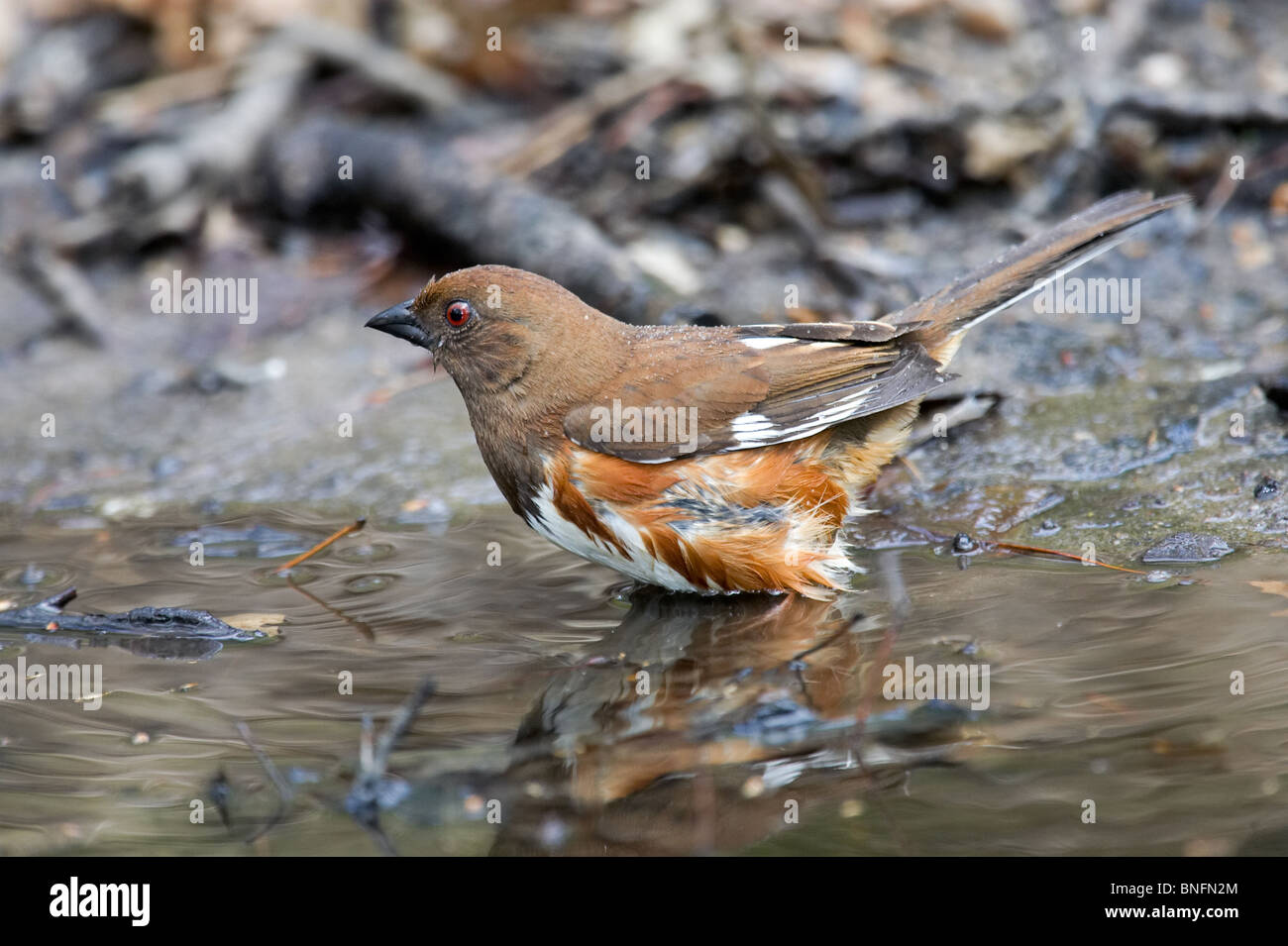 Adult Female Eastern Towhee Bathing Stock Photo - Alamy