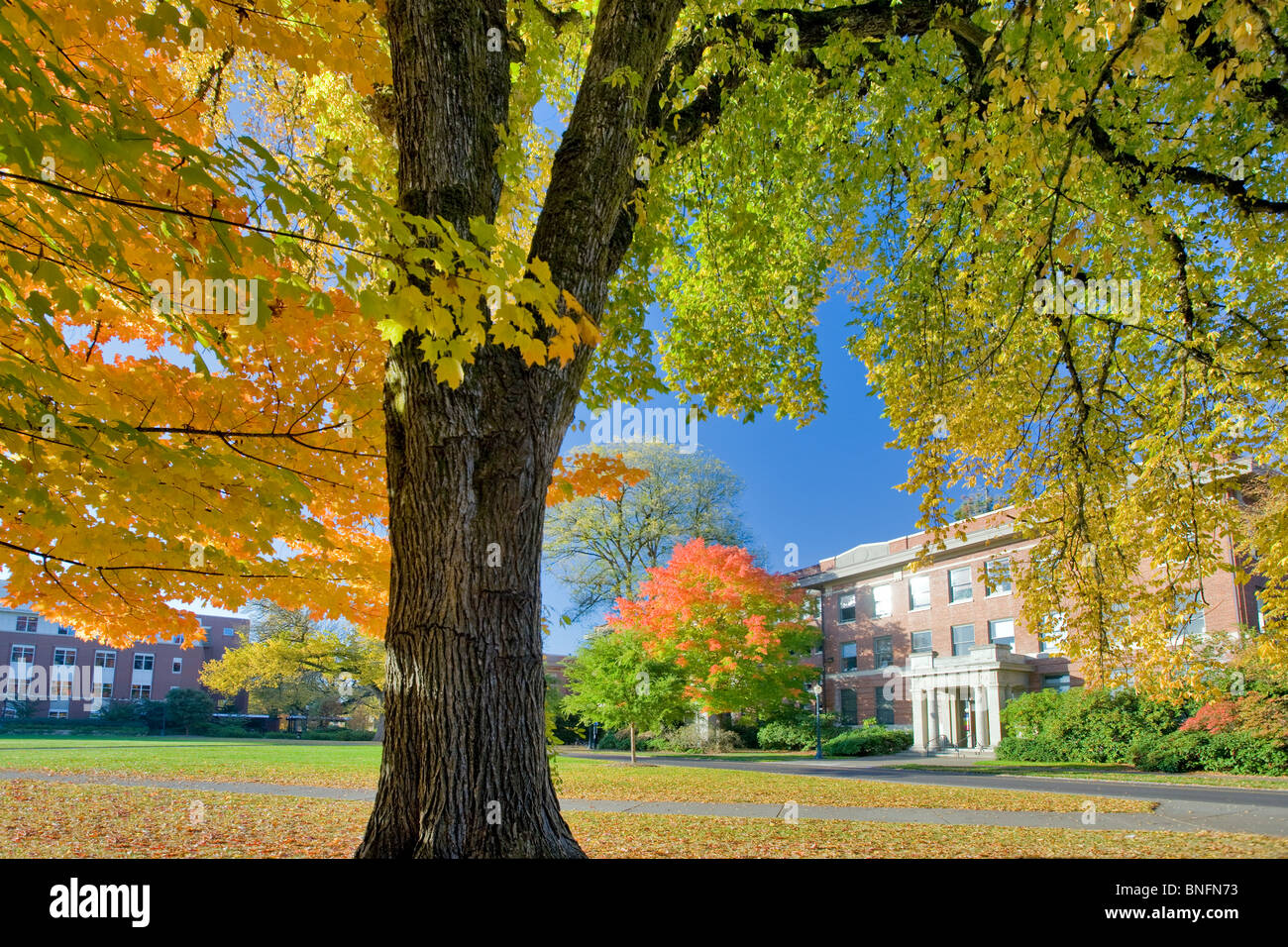 Agriculture Building with fall color. Oregon State University Stock ...