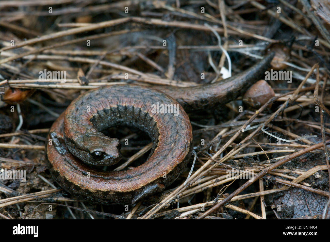 A California Slender Salamander (Batrachoseps attenuatus) coiled on ...