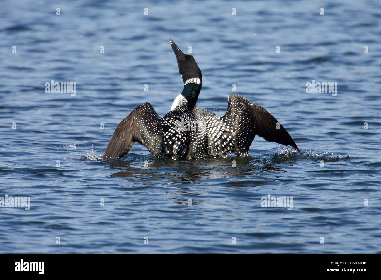 Adult Common Loon in Breeding Plumage Beating Its Wings Stock Photo - Alamy