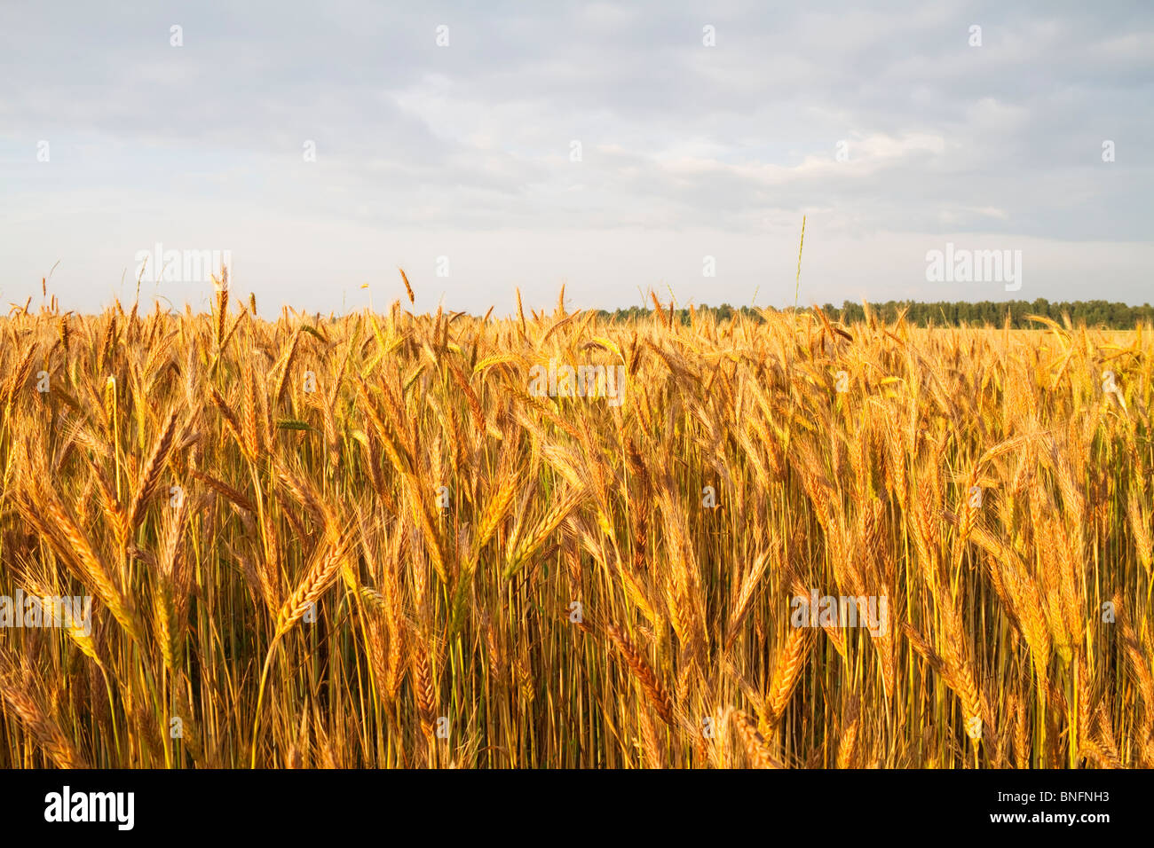 rye at sunset Stock Photo - Alamy