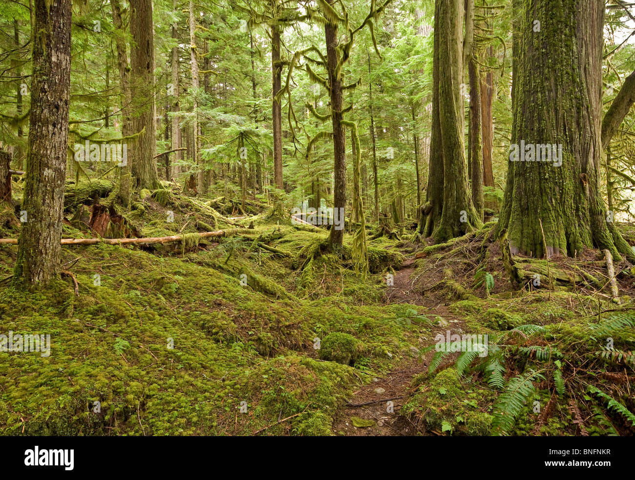 Frequent rainfall and temperate climate creates a moss covered forest ...