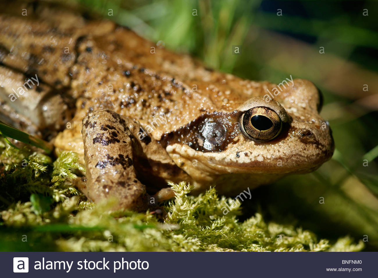 Terrestrial Frog High Resolution Stock Photography and Images - Alamy