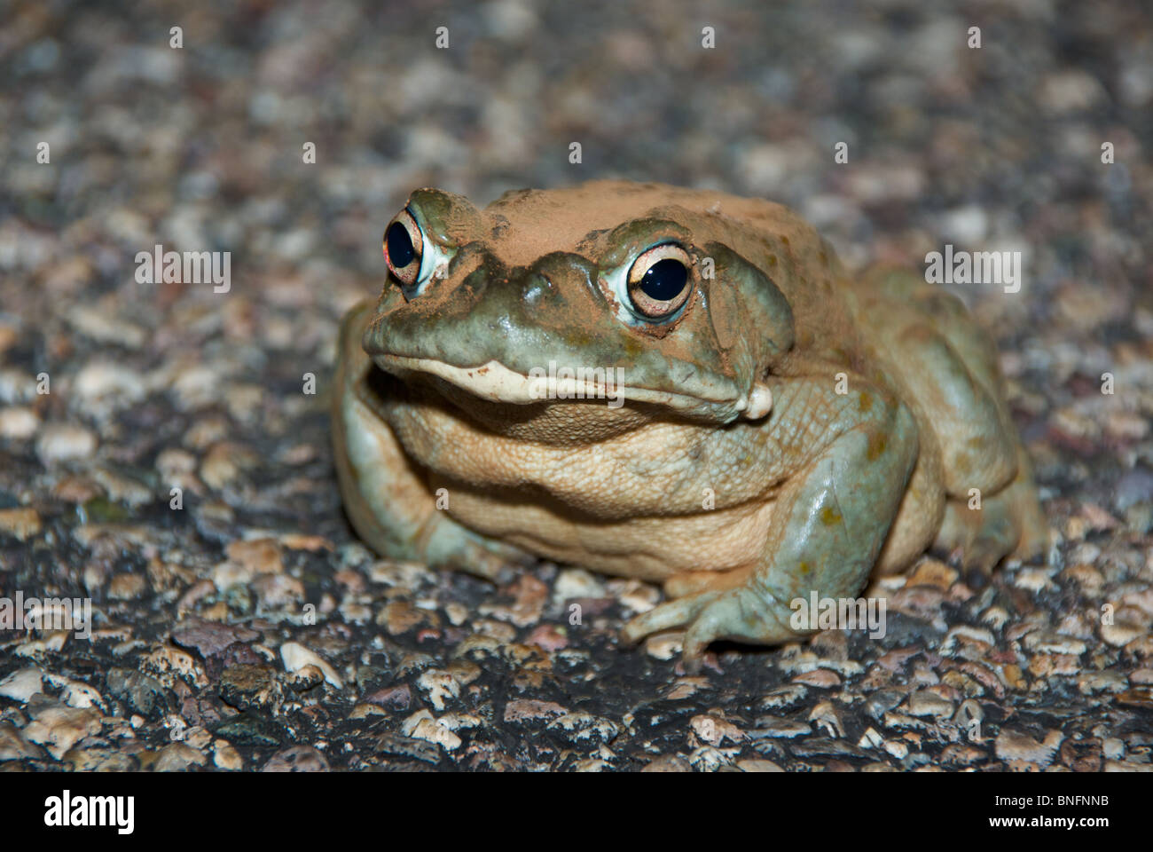 Sonoran Desert Toad Baby