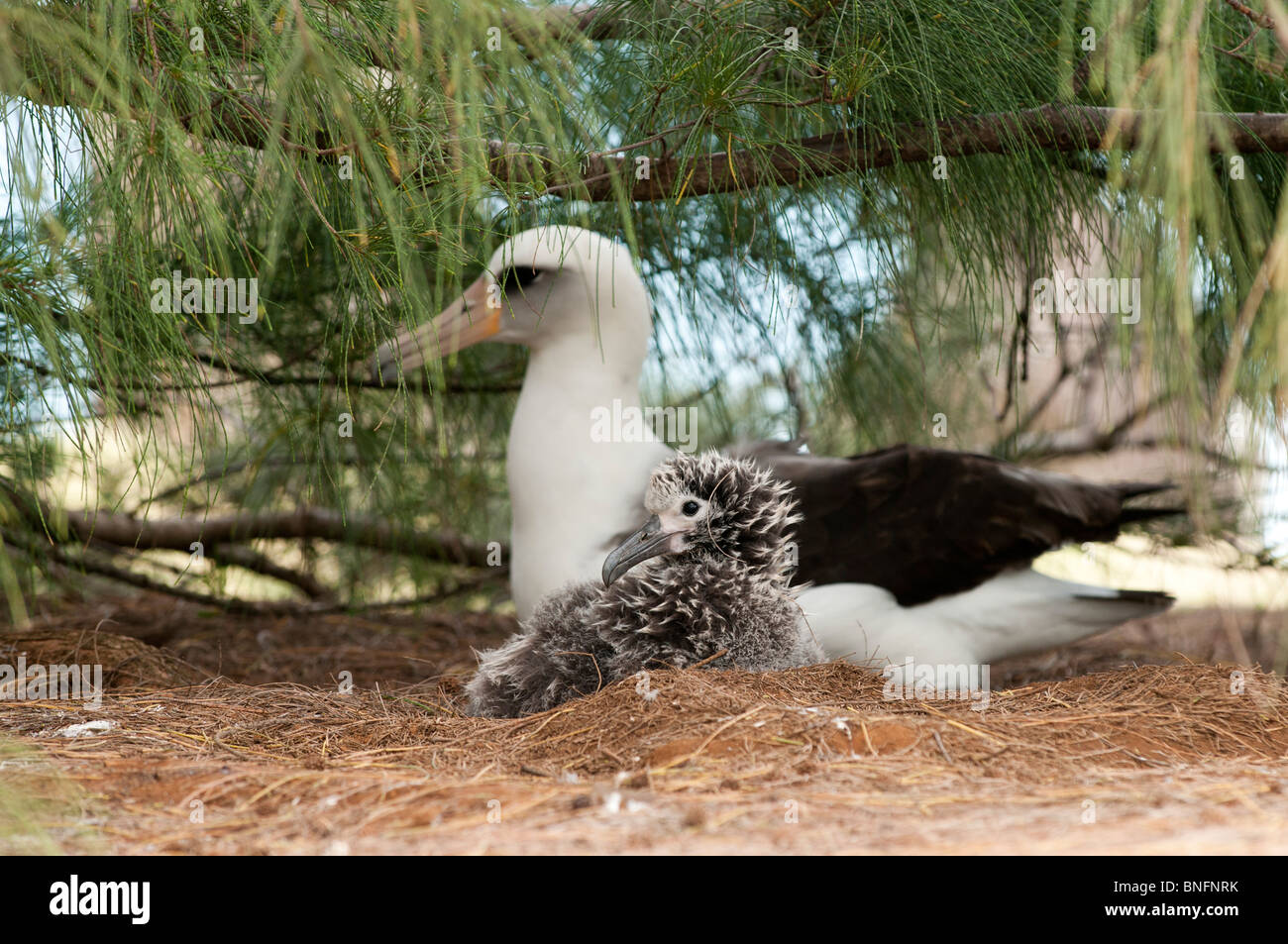 Albatross nest hi-res stock photography and images - Alamy